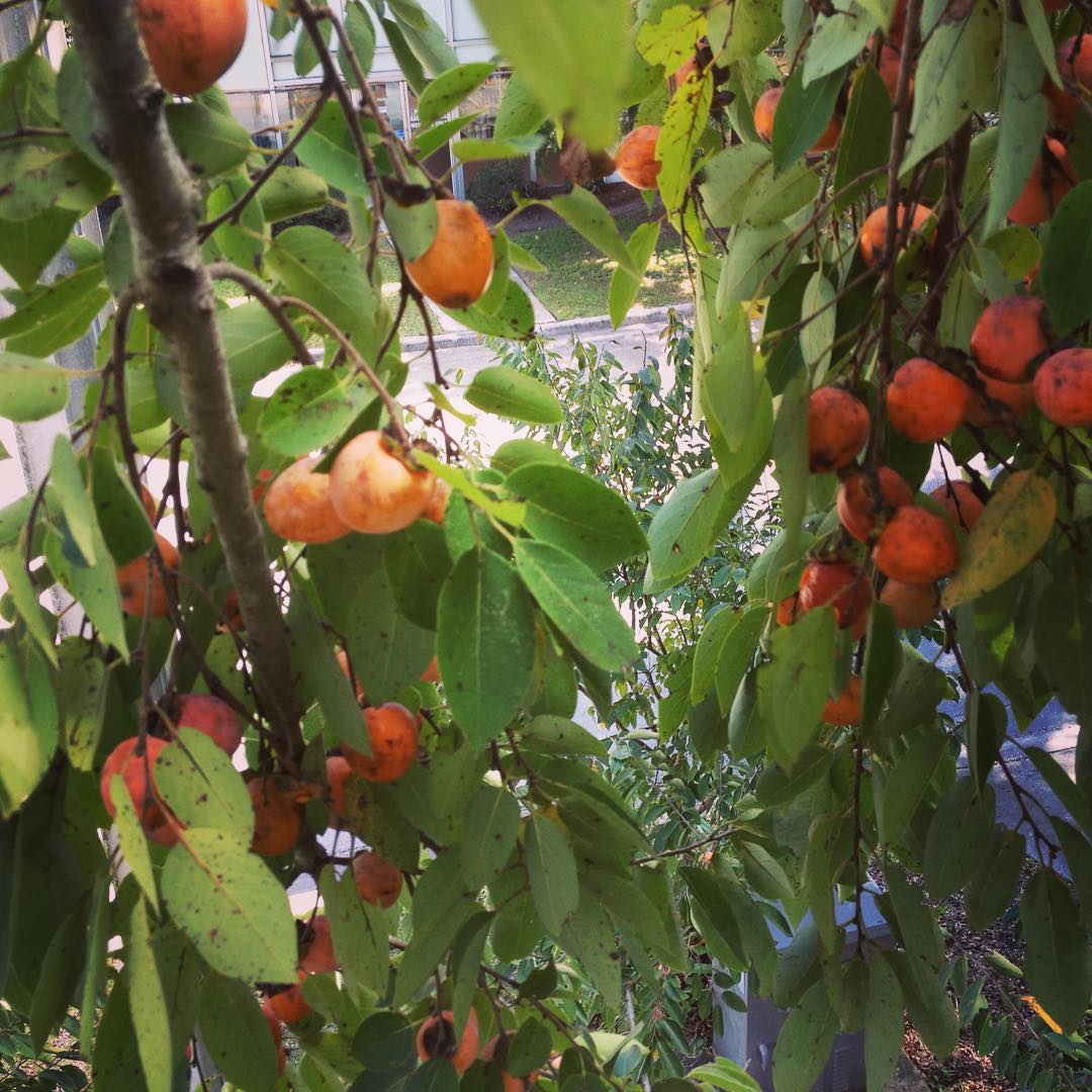 Gainesville, FL people: the ‘Turkey Lake’ persimmon tree at Dreamers ...