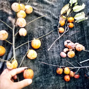 Ebenaceae – The Persimmon Family – Florida Fruit Geek