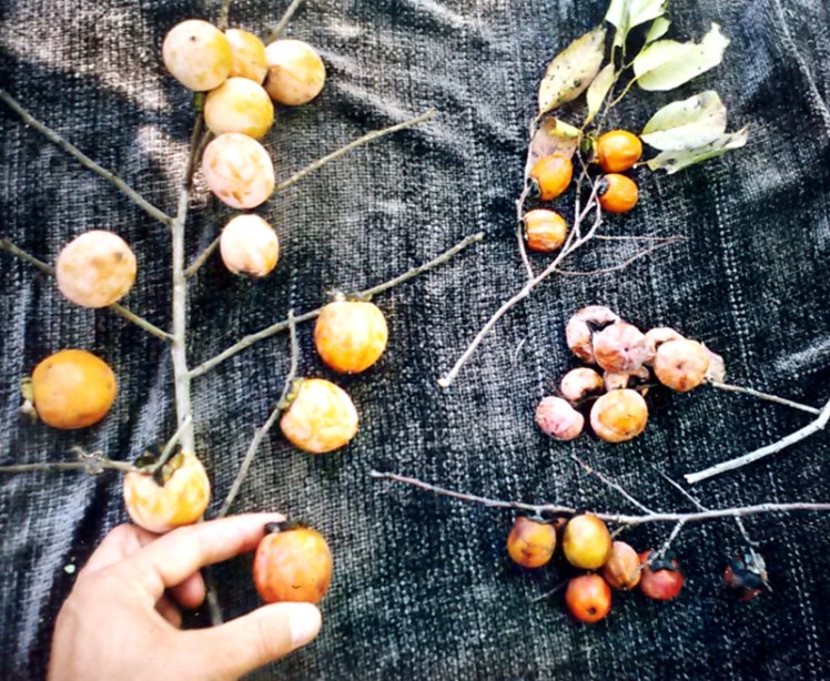 Ebenaceae – The Persimmon Family – Florida Fruit Geek