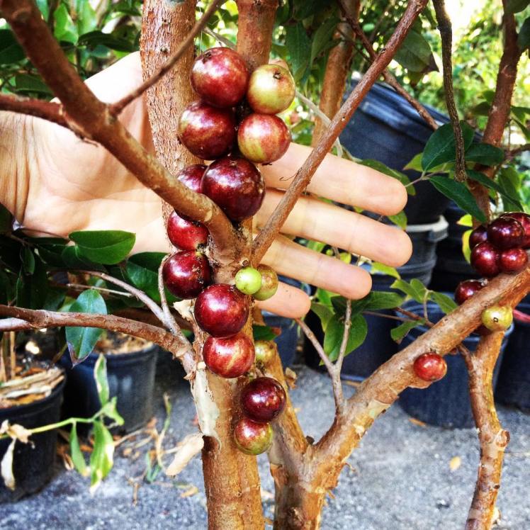 Myrtaceae – The Guava Family – Florida Fruit Geek