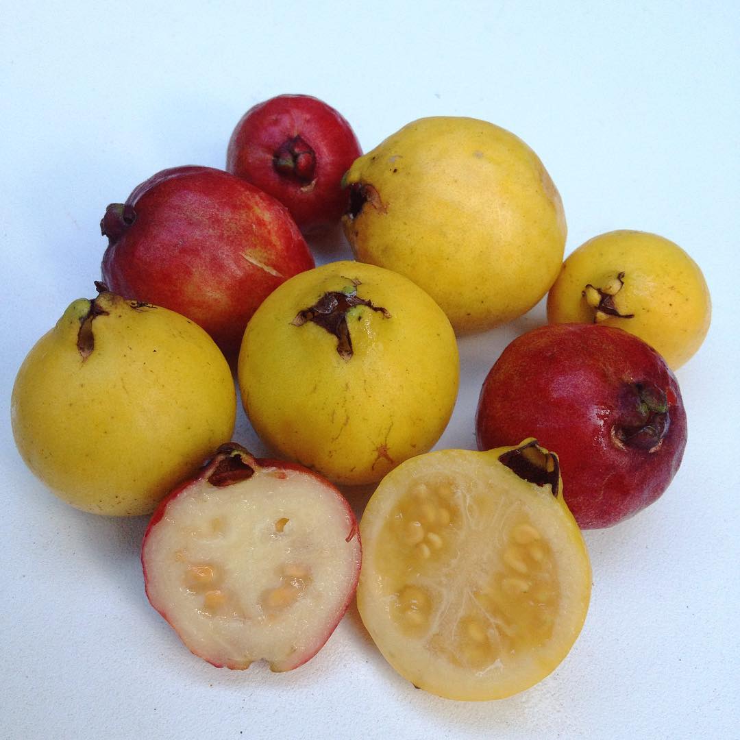 Myrtaceae – The Guava Family – Florida Fruit Geek
