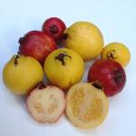 Myrtaceae – The Guava Family – Florida Fruit Geek