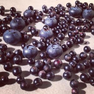 Sparkleberry: The wild blueberry cousin that supplies me with ...