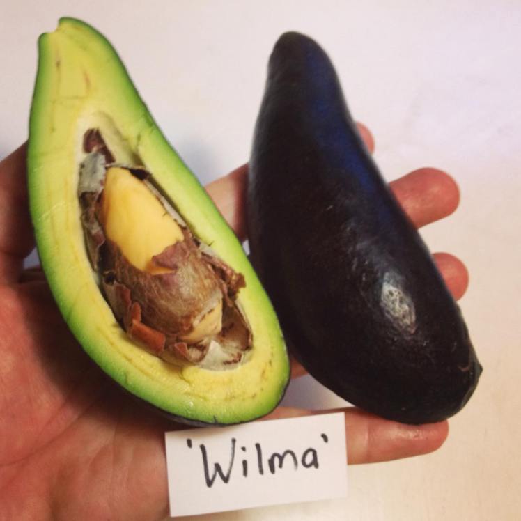 Cold Hardy Avocados: Guide to Cultivation and Varieties – Florida Fruit ...