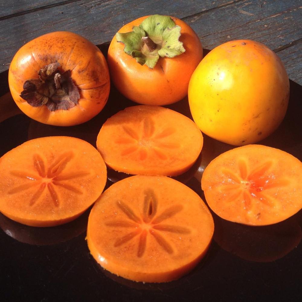 Ebenaceae – The Persimmon Family – Florida Fruit Geek