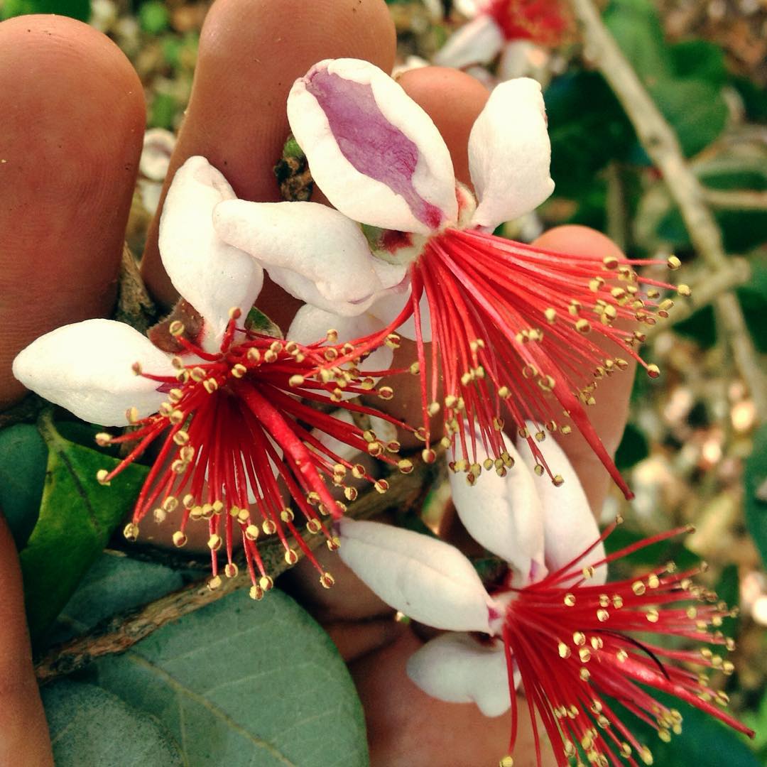 Myrtaceae – The Guava Family – Florida Fruit Geek