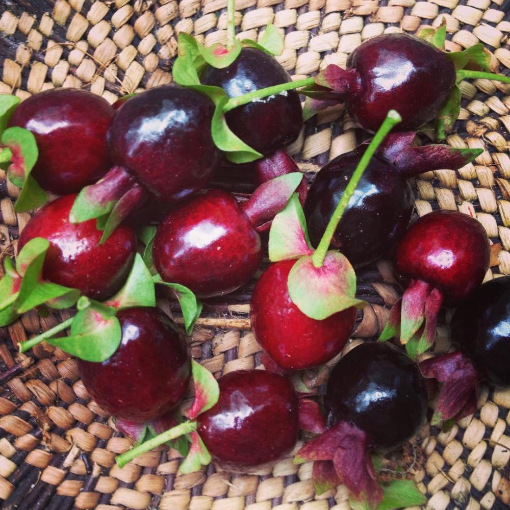 Myrtaceae – The Guava Family – Florida Fruit Geek