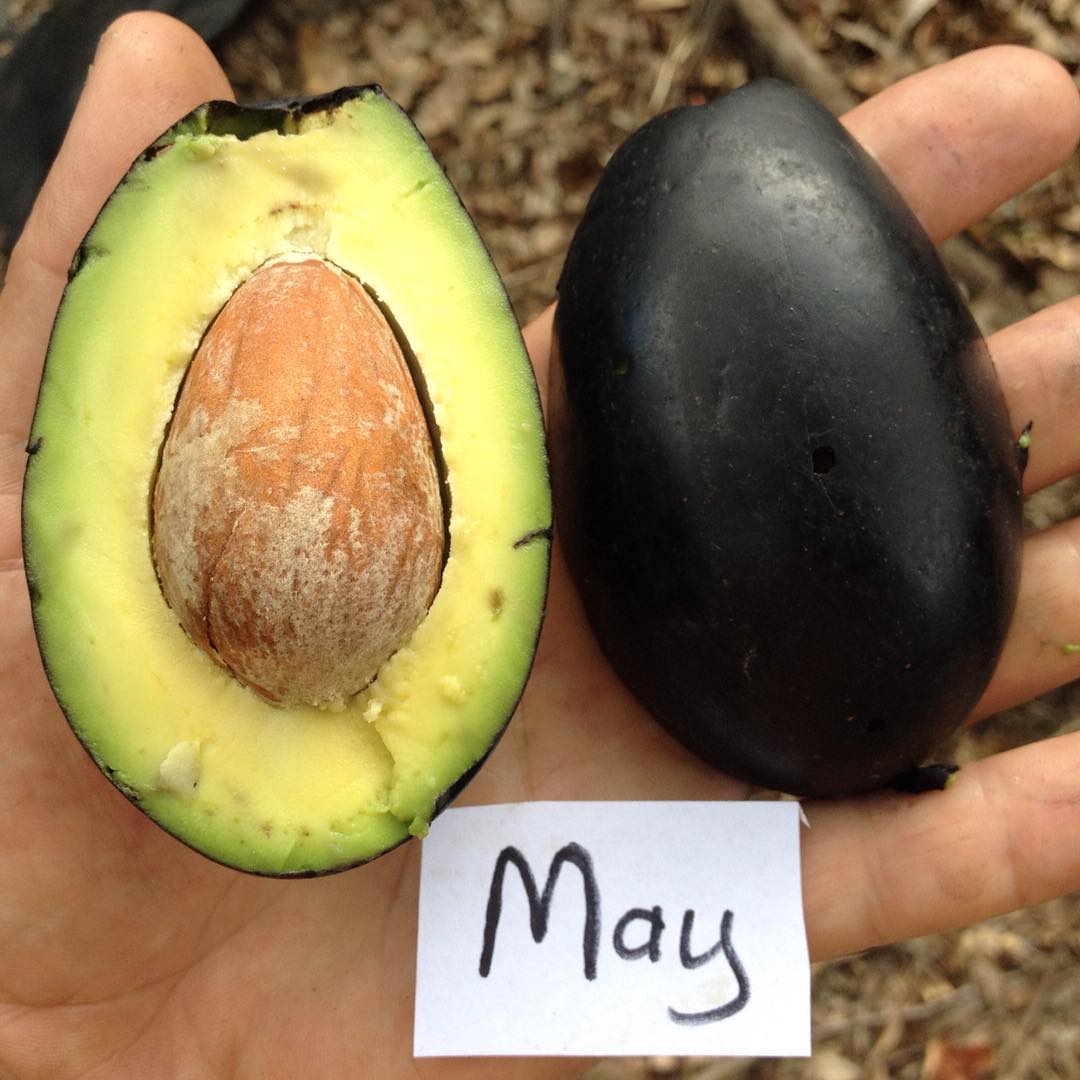 Cold Hardy Avocados: Guide to Cultivation and Varieties – Florida Fruit ...