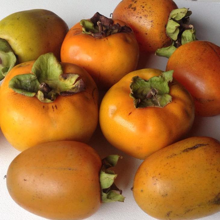 Ebenaceae – The Persimmon Family – Florida Fruit Geek