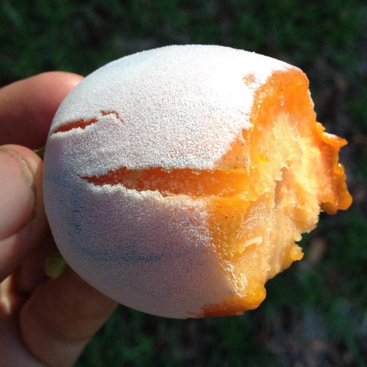 Ebenaceae – The Persimmon Family – Florida Fruit Geek