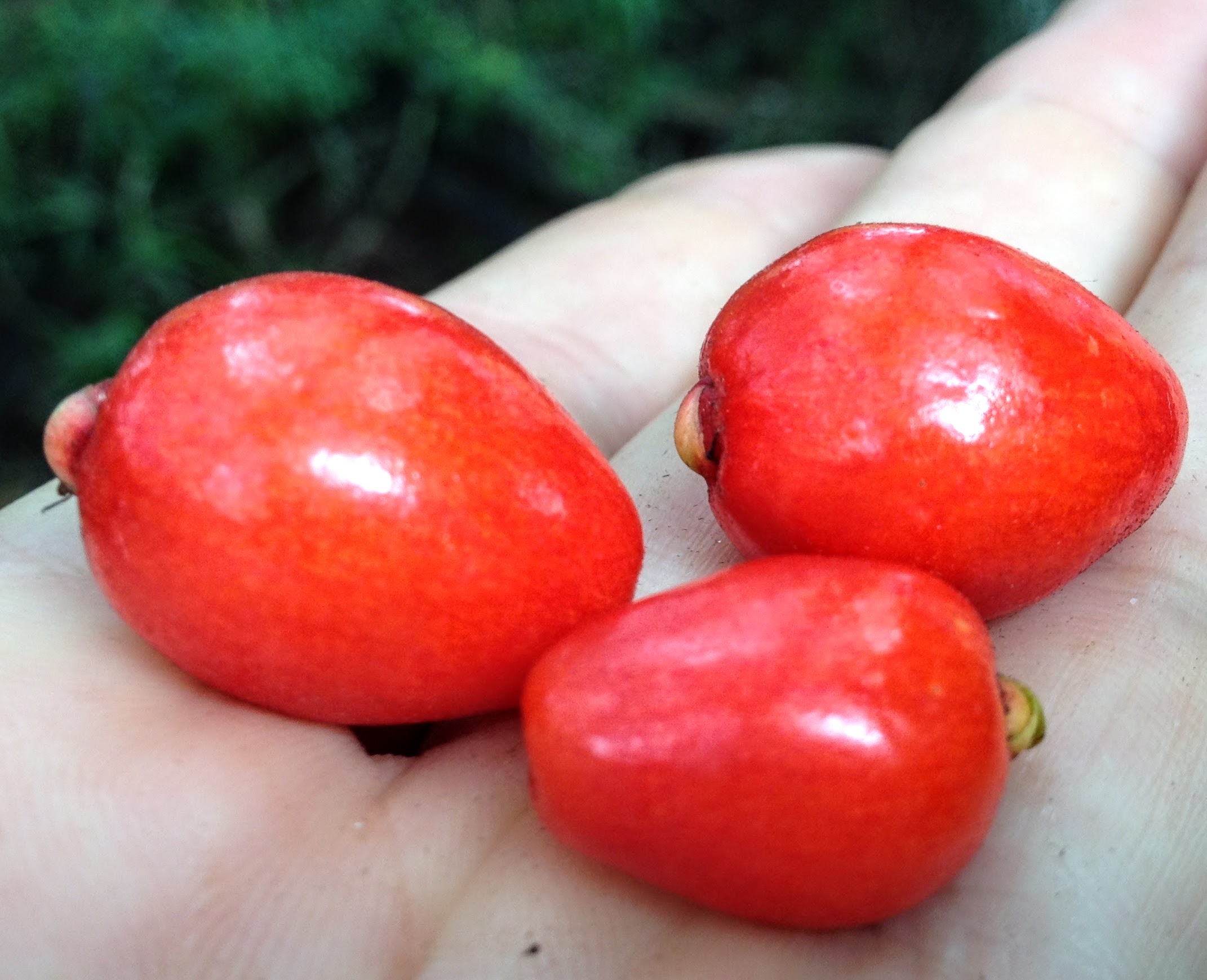 Myrtaceae – The Guava Family – Florida Fruit Geek
