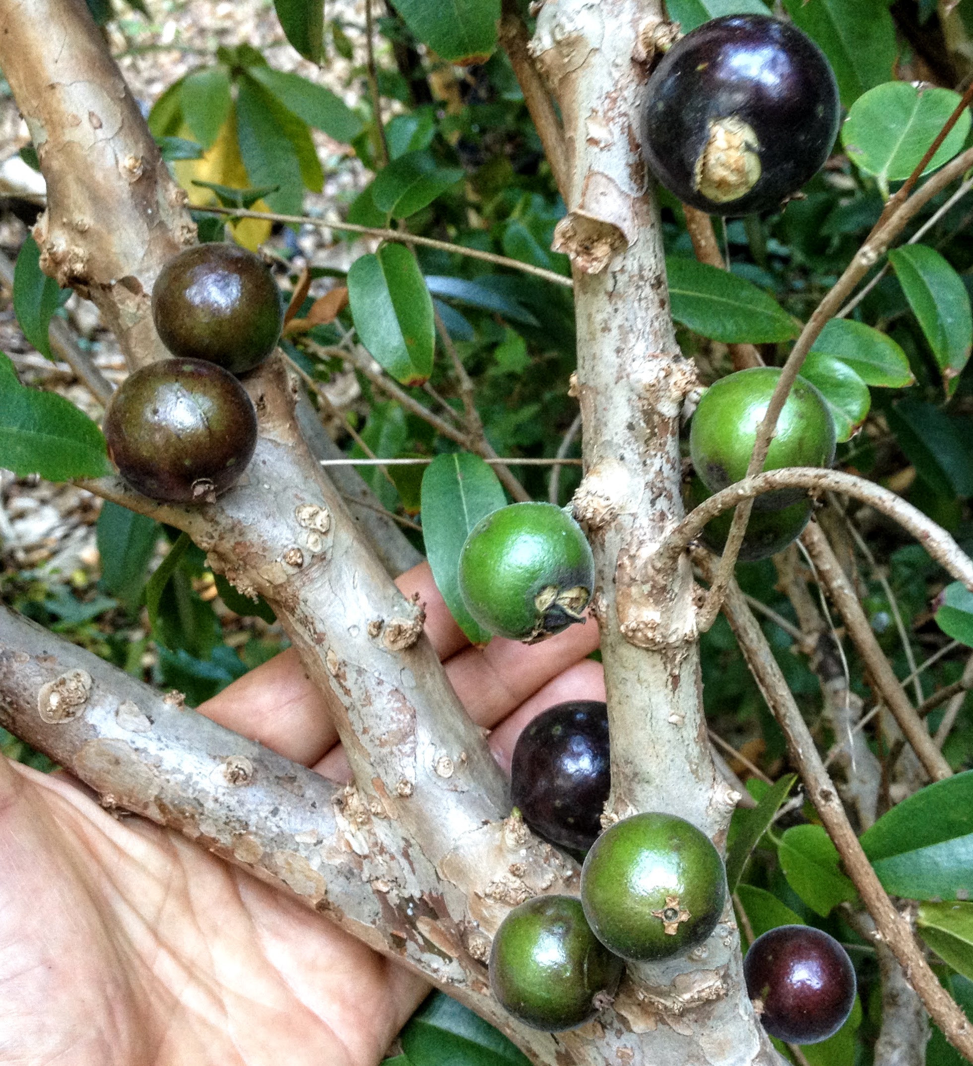 Myrtaceae – The Guava Family – Florida Fruit Geek