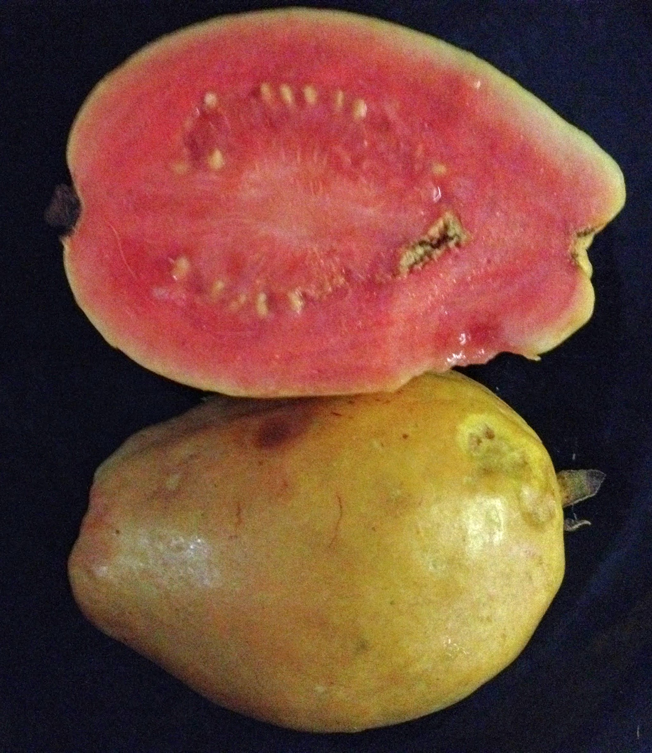 Myrtaceae – The Guava Family – Florida Fruit Geek