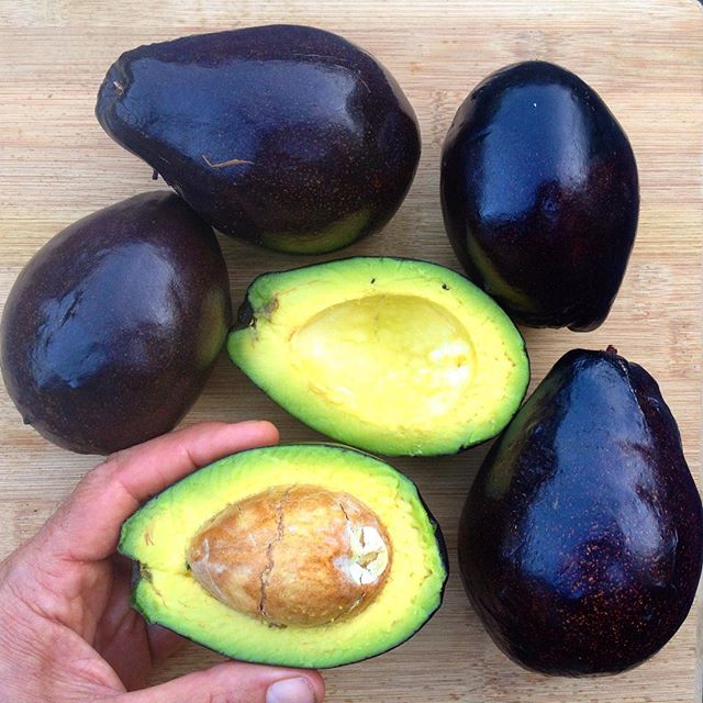Cold Hardy Avocados: Guide to Cultivation and Varieties – Florida Fruit ...
