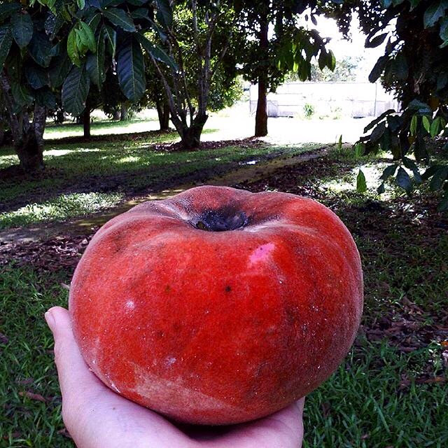 Ebenaceae – The Persimmon Family – Florida Fruit Geek