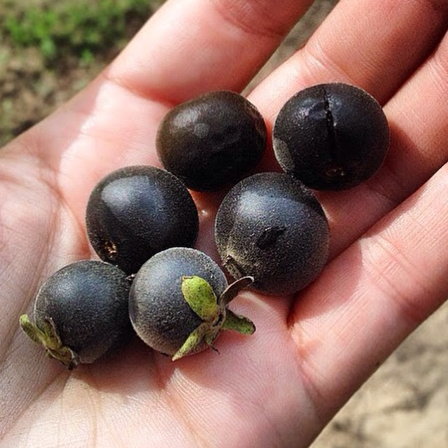 Ebenaceae – The Persimmon Family – Florida Fruit Geek
