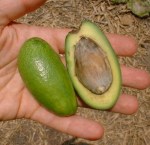 Cold Hardy Avocados: Guide to Cultivation and Varieties – Florida Fruit ...