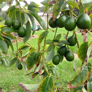 Cold Hardy Avocados: Guide to Cultivation and Varieties – Florida Fruit ...