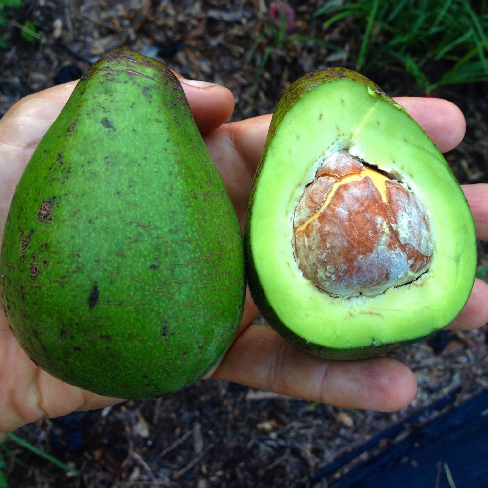 Cold Hardy Avocados: Guide to Cultivation and Varieties – Florida Fruit ...