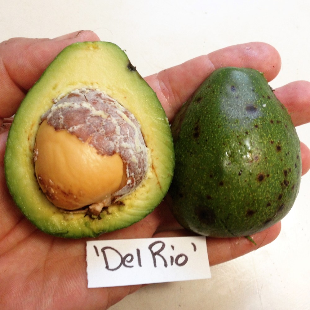 Cold Hardy Avocados: Guide to Cultivation and Varieties – Florida Fruit ...