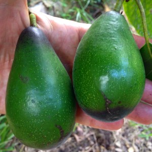 Cold Hardy Avocados: Guide to Cultivation and Varieties – Florida Fruit ...