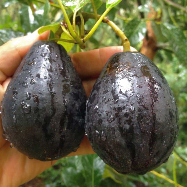 Cold Hardy Avocados: Guide to Cultivation and Varieties – Florida Fruit ...