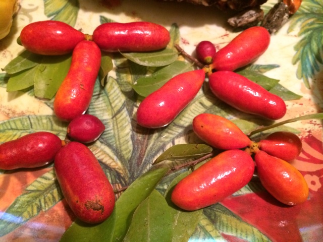 I got to taste a kind of fruit that dinosaurs ate – Florida Fruit Geek