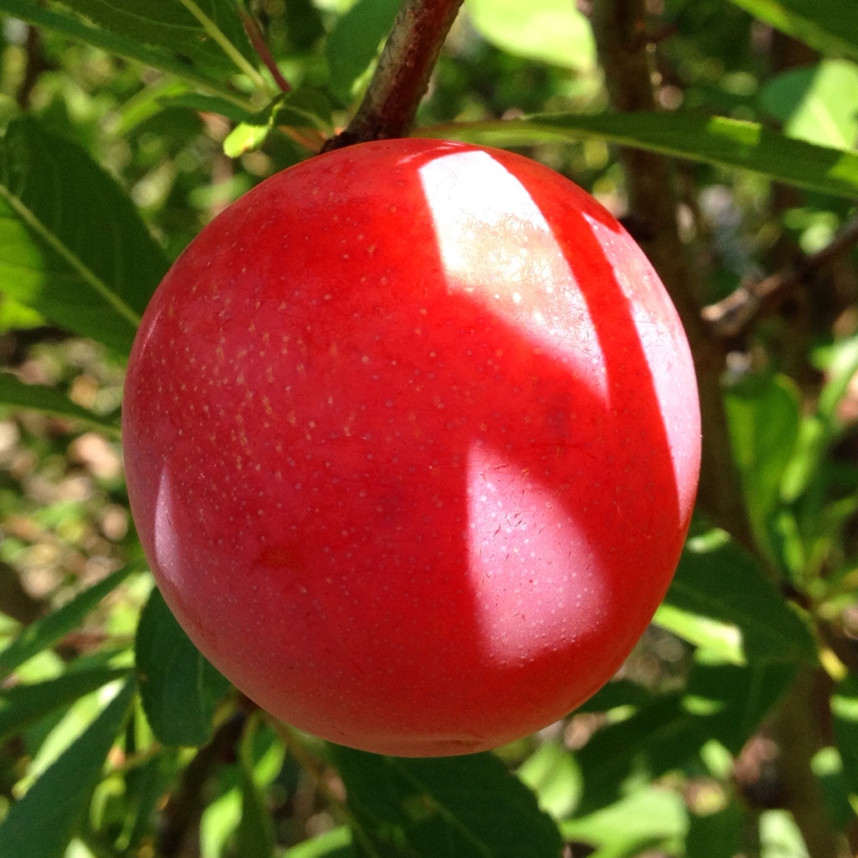 I’m converting sour plum trees into sweet plum trees by grafting ...