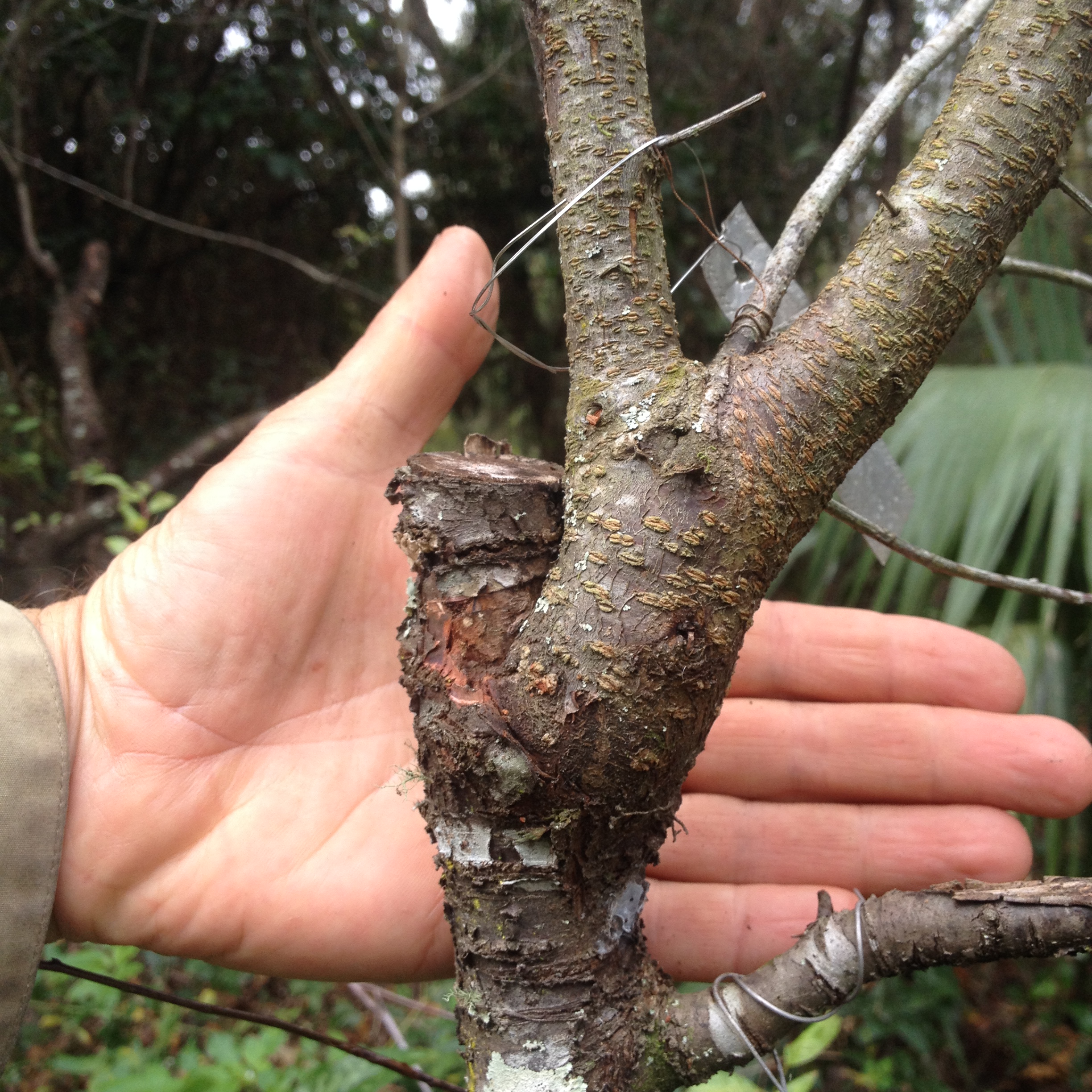 I’m converting sour plum trees into sweet plum trees by grafting ...