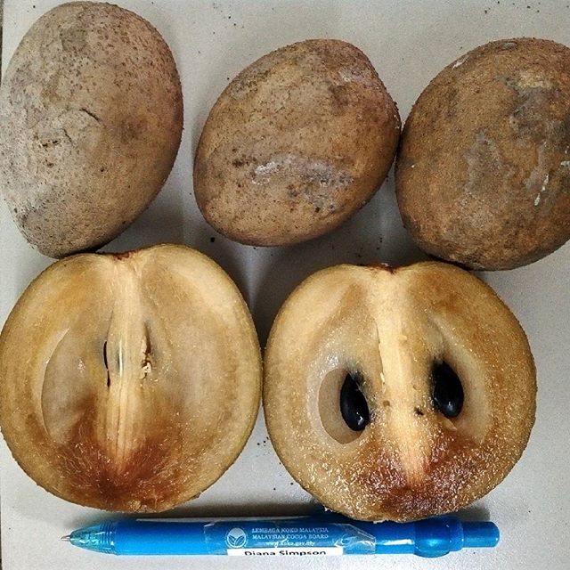 I just got a plant of ‘Silas Woods’, the dwarf, everbearing sapodilla ...