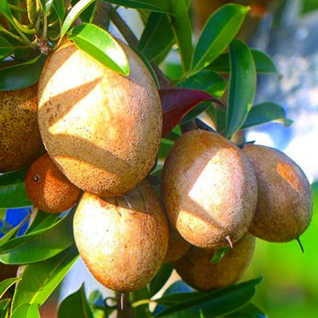 I just got a plant of ‘Silas Woods’, the dwarf, everbearing sapodilla ...