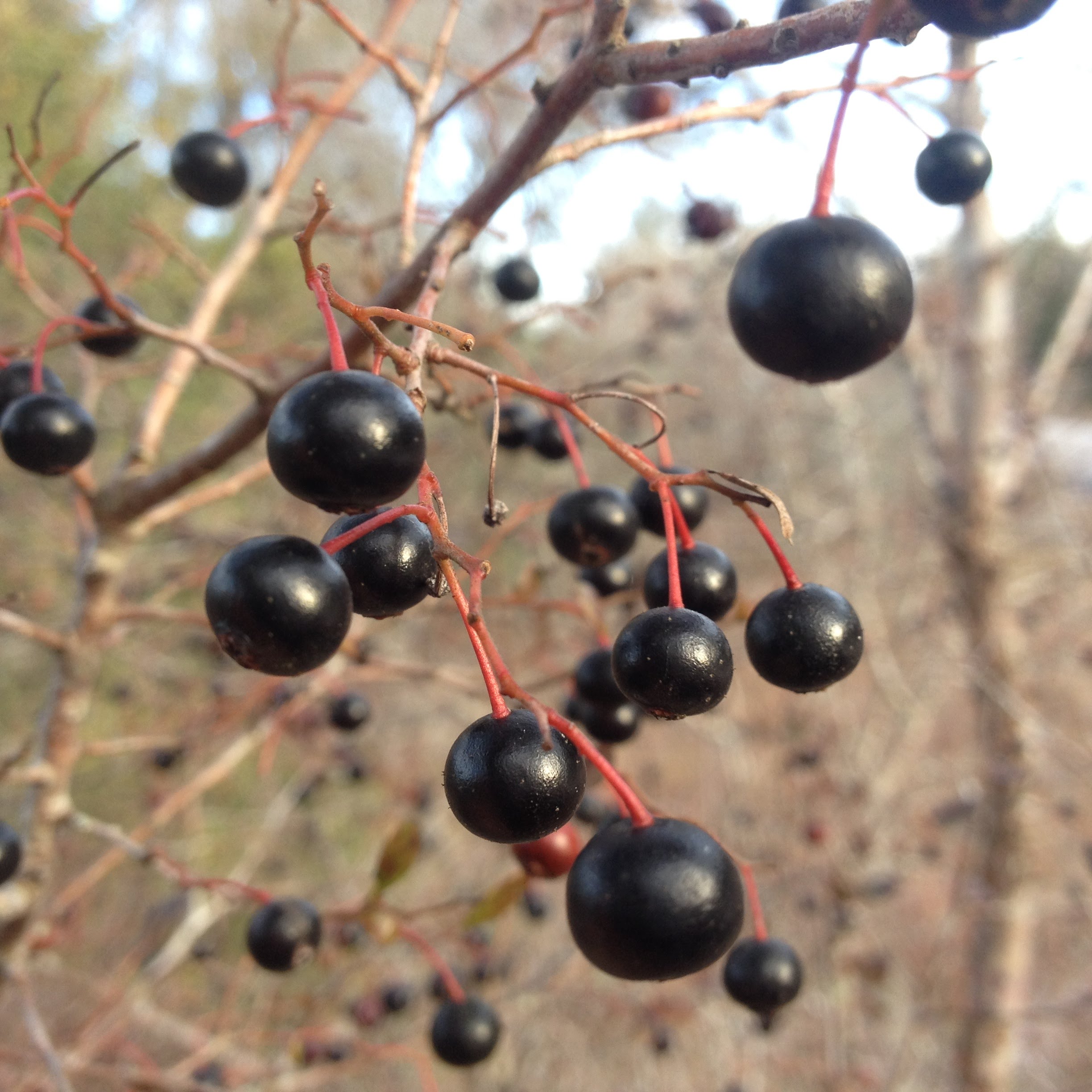 Sparkleberry: The wild blueberry cousin that supplies me with ...
