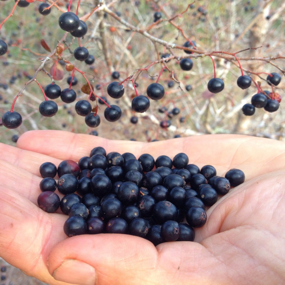 Sparkleberry: The wild blueberry cousin that supplies me with ...