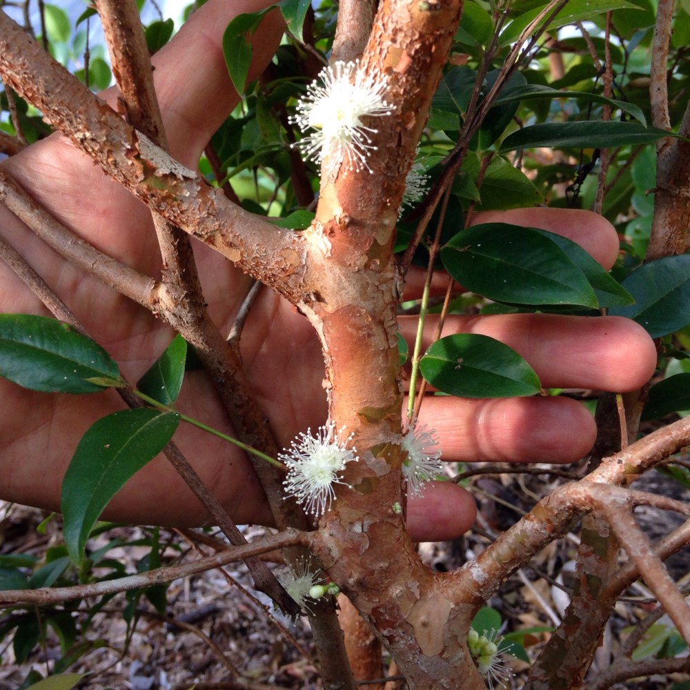 First fruiting of my red jaboticaba tree – Florida Fruit Geek