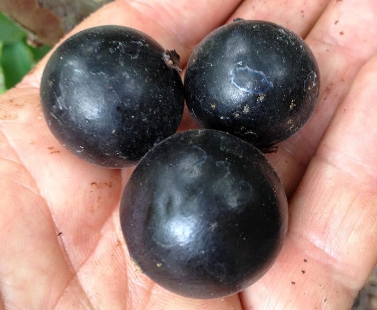 Jaboticaba has some tasty cousins – Florida Fruit Geek
