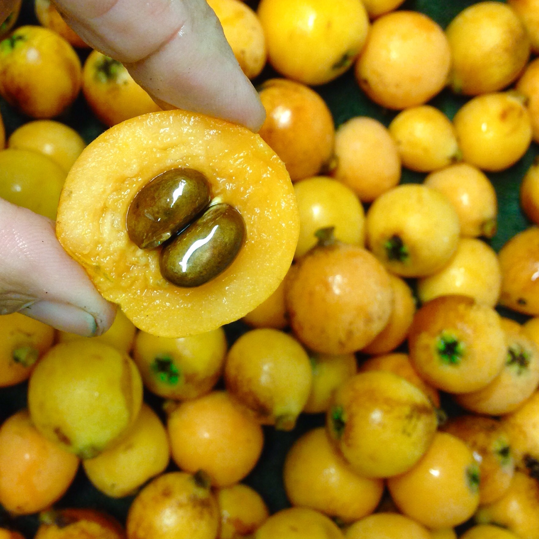 We’re harvesting loquats – Florida Fruit Geek