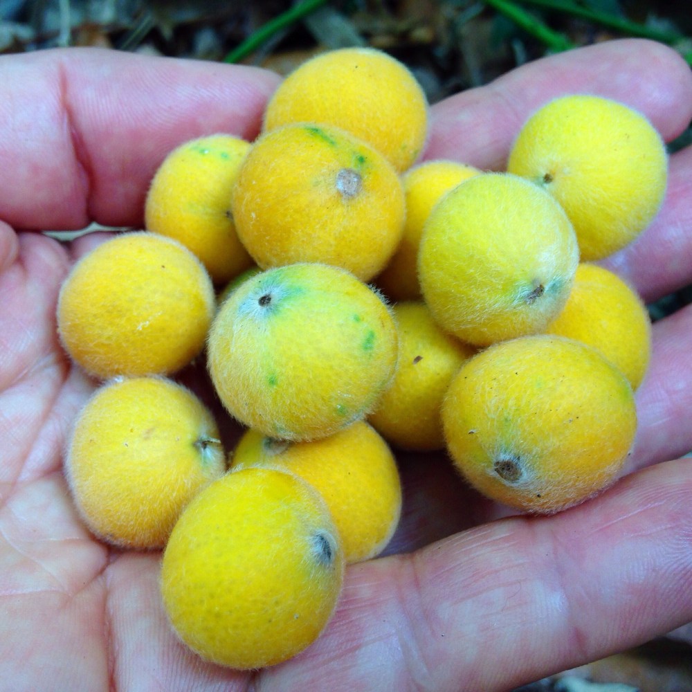 Jaboticaba has some tasty cousins – Florida Fruit Geek