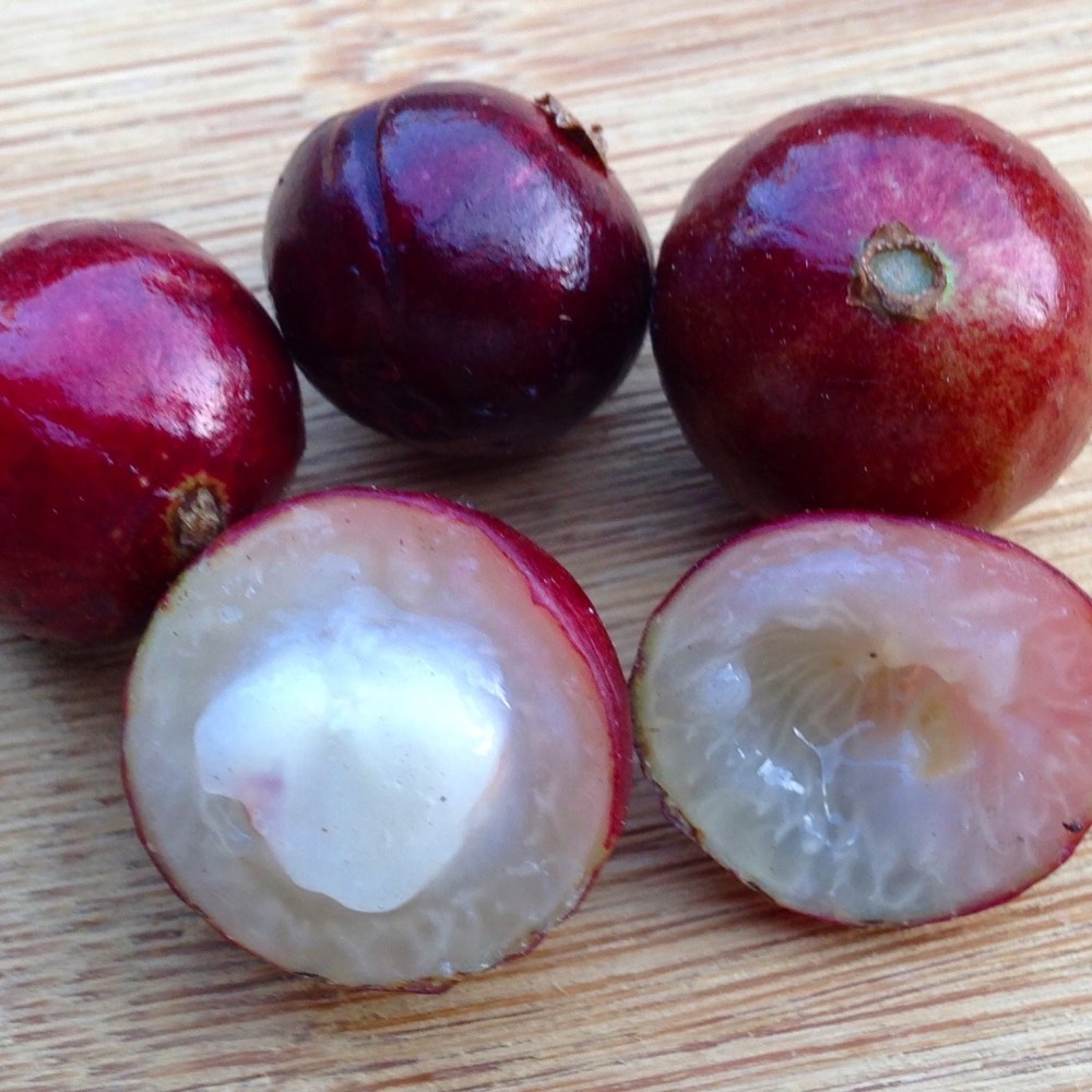 Jaboticaba has some tasty cousins – Florida Fruit Geek