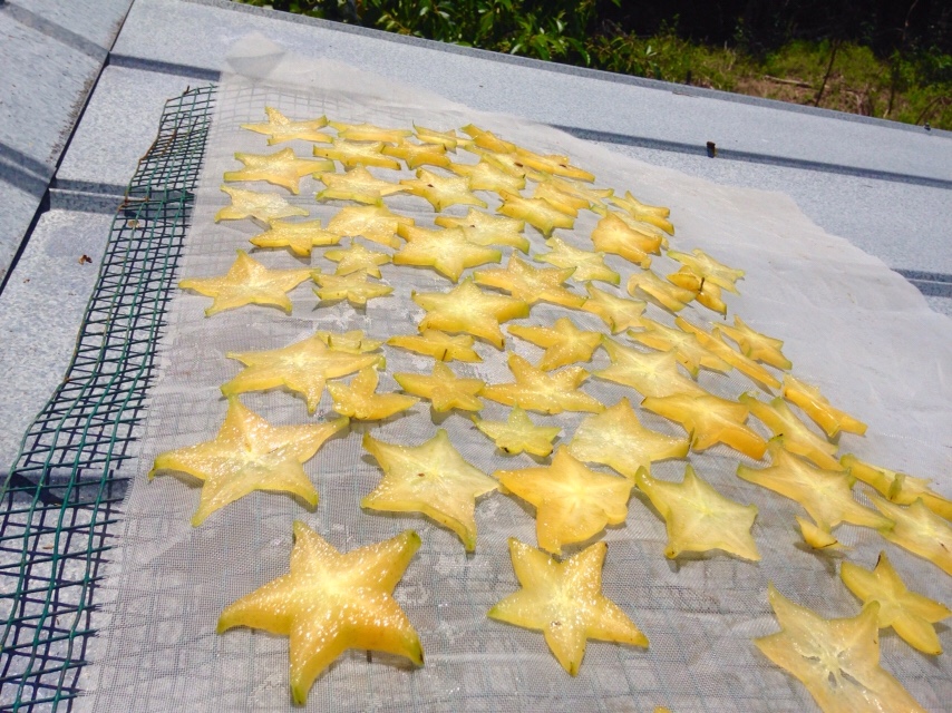 My simple, inexpensive solar fruit dehydrator – Florida Fruit Geek
