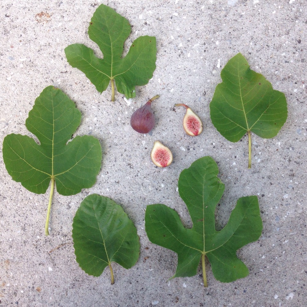 Mystery Fig Number One: Can you identify this fig variety? – Florida ...