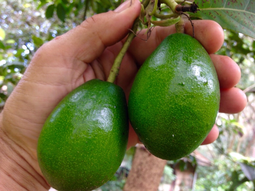 Cold-hardy avocados workshop with Oliver Moore, July 29 – Florida Fruit ...