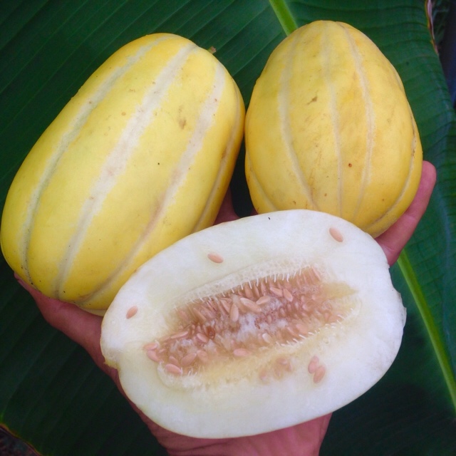 Golden Crispy Melon – Florida Fruit Geek