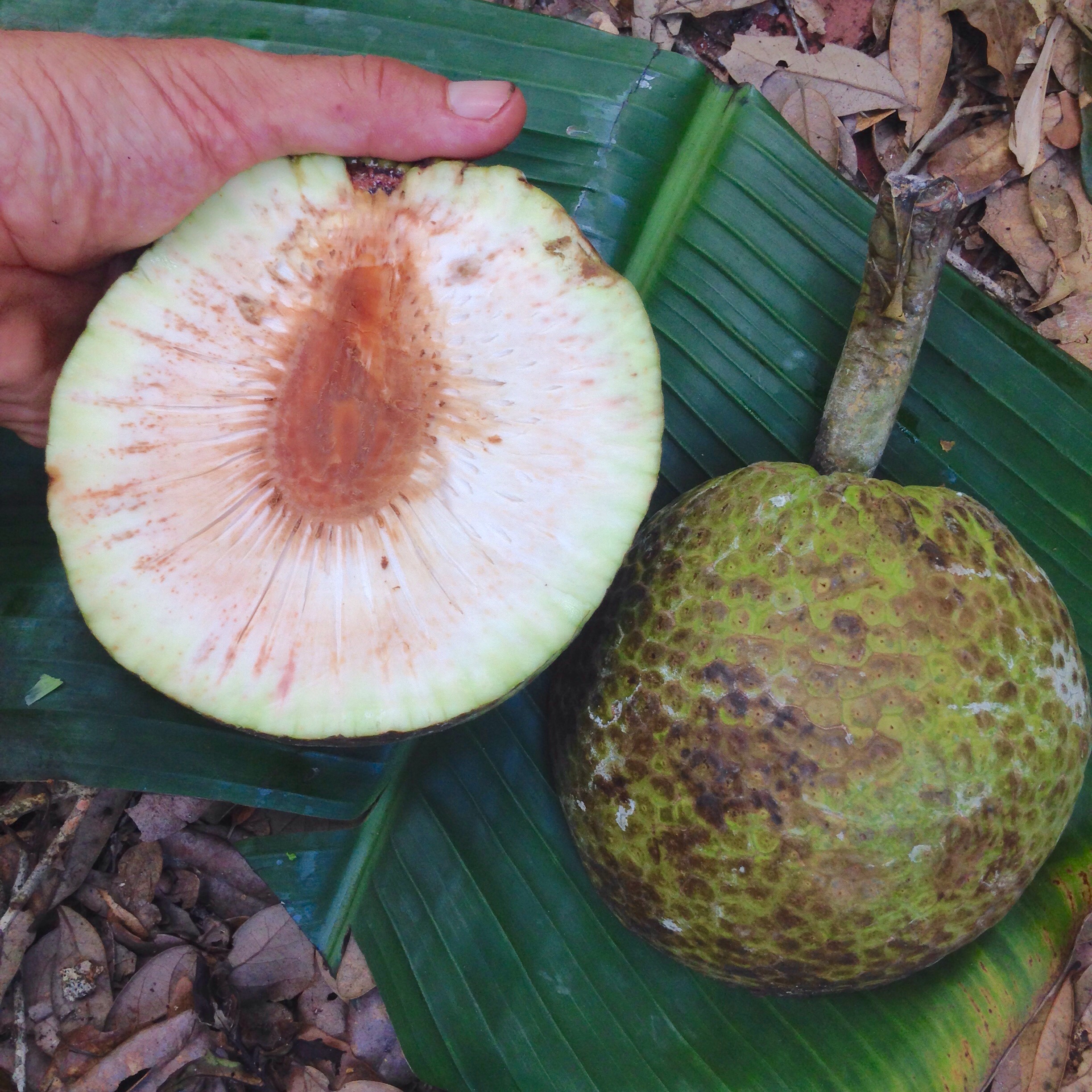 I’ve been eating breadfruit – Florida Fruit Geek