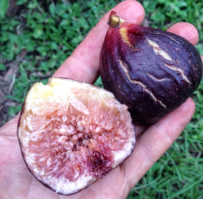 Mystery Fig Number Two: please help ID this big, red, luscious fig ...
