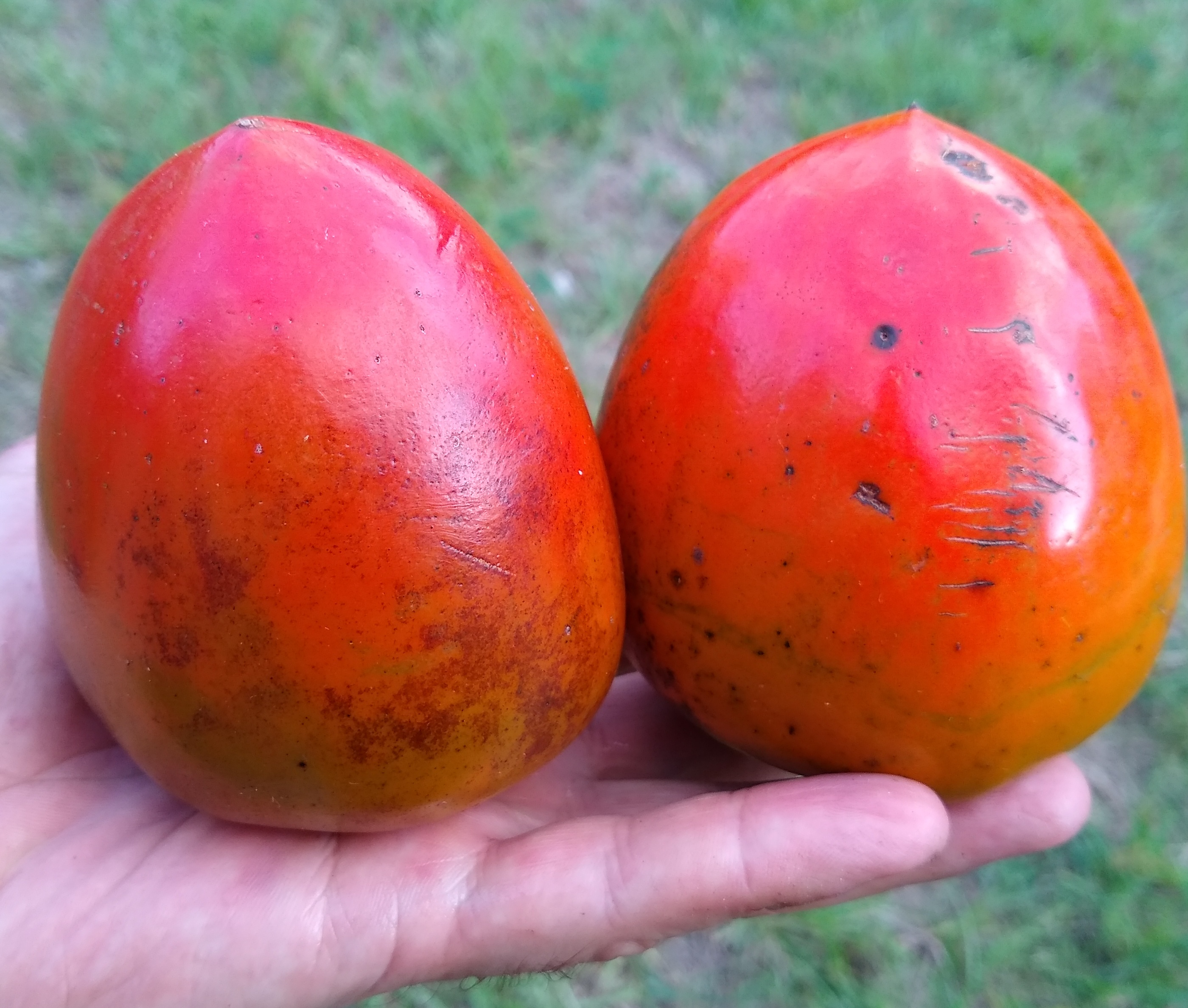 The first time I ever ate Asian persimmon – Florida Fruit Geek