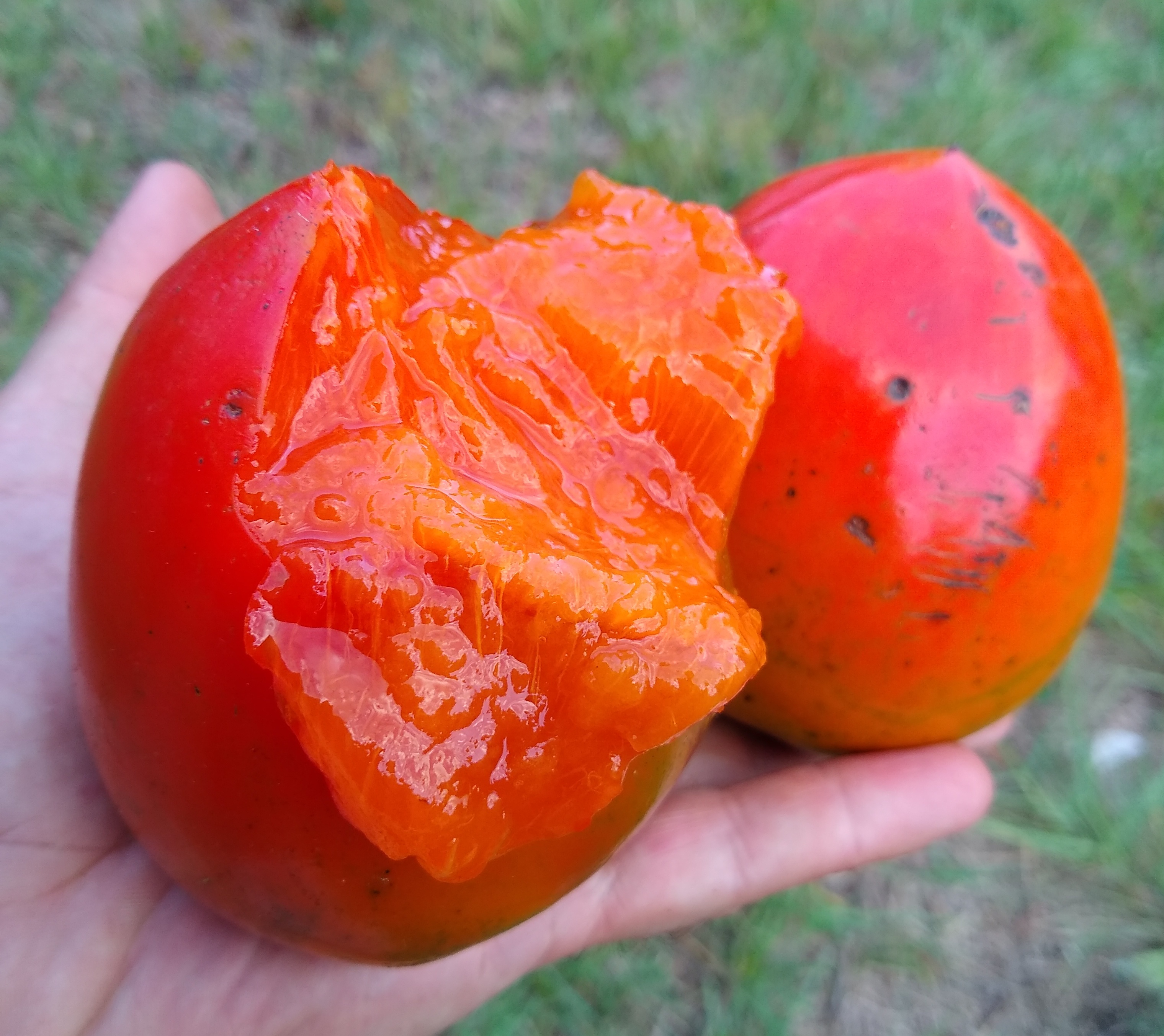 The first time I ever ate Asian persimmon – Florida Fruit Geek