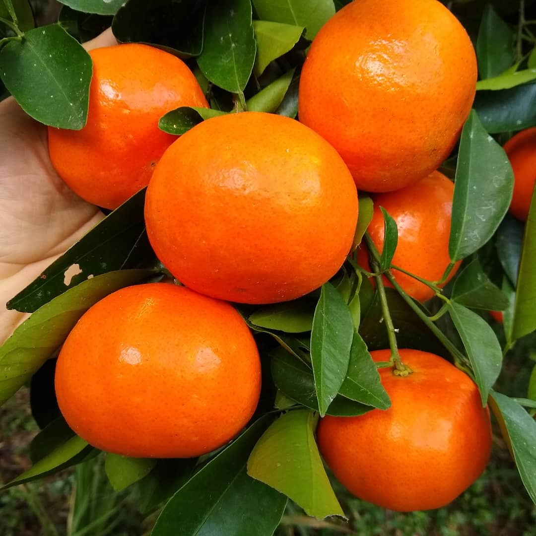 It’s tangerine season – Florida Fruit Geek
