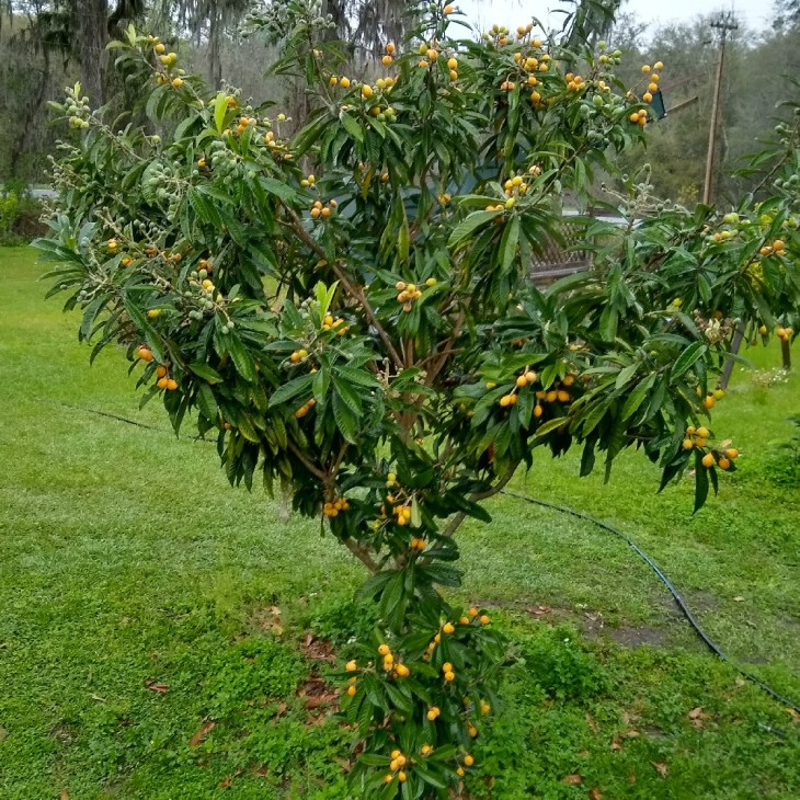 A good year for loquats – Florida Fruit Geek