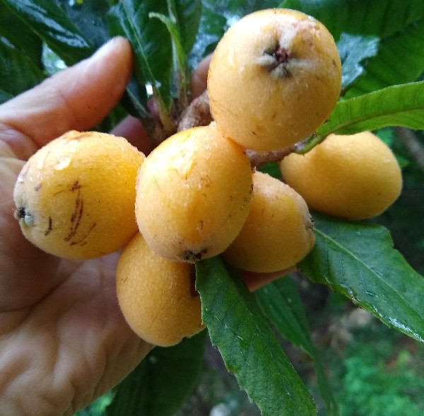 A seedling loquat tree with very impressive fruits – Florida Fruit Geek