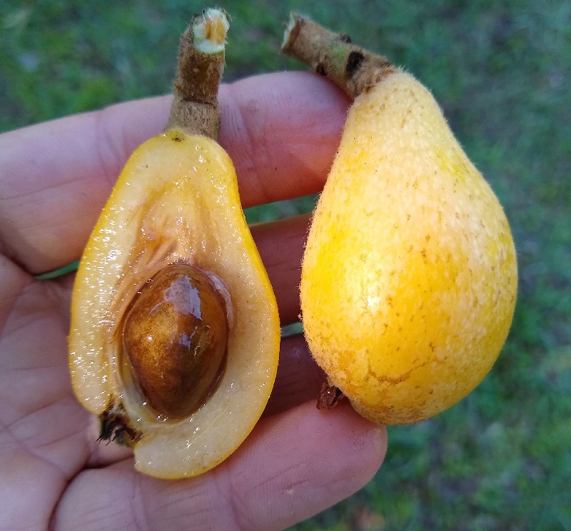 A seedling loquat tree with very impressive fruits – Florida Fruit Geek